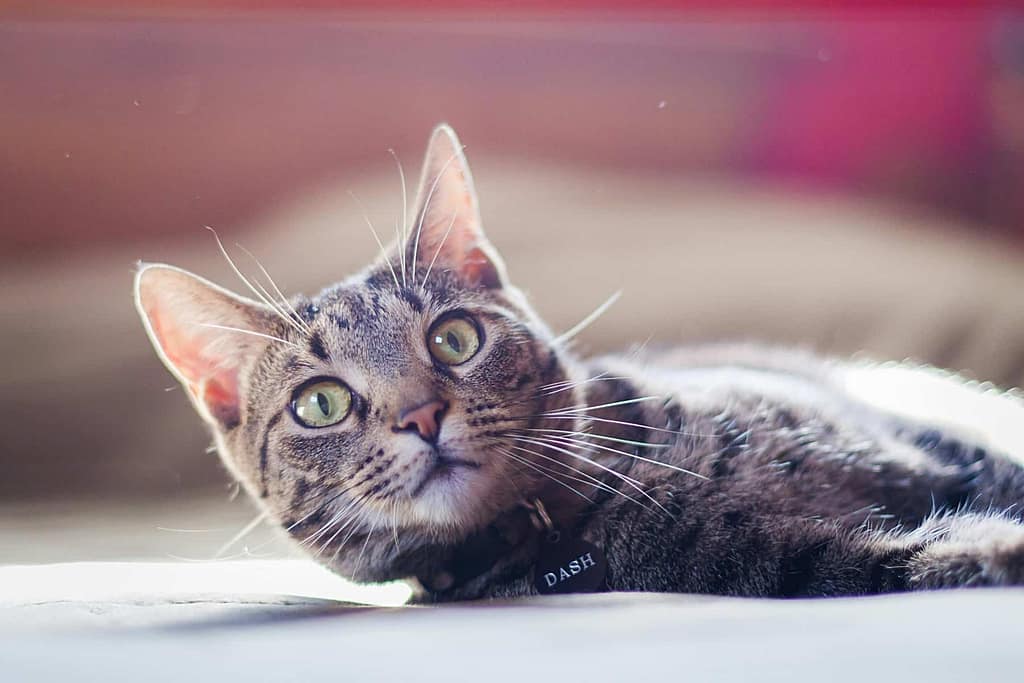 FIP in Cats Symptoms based on Types of FIP - FipMed