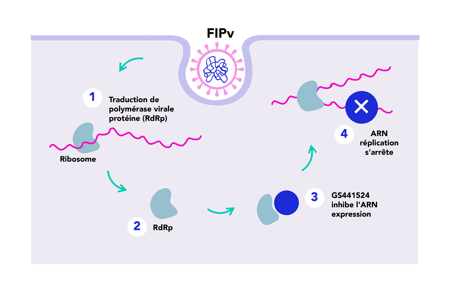 FipMed - Traitement de la PIF chez le chat - FipMed