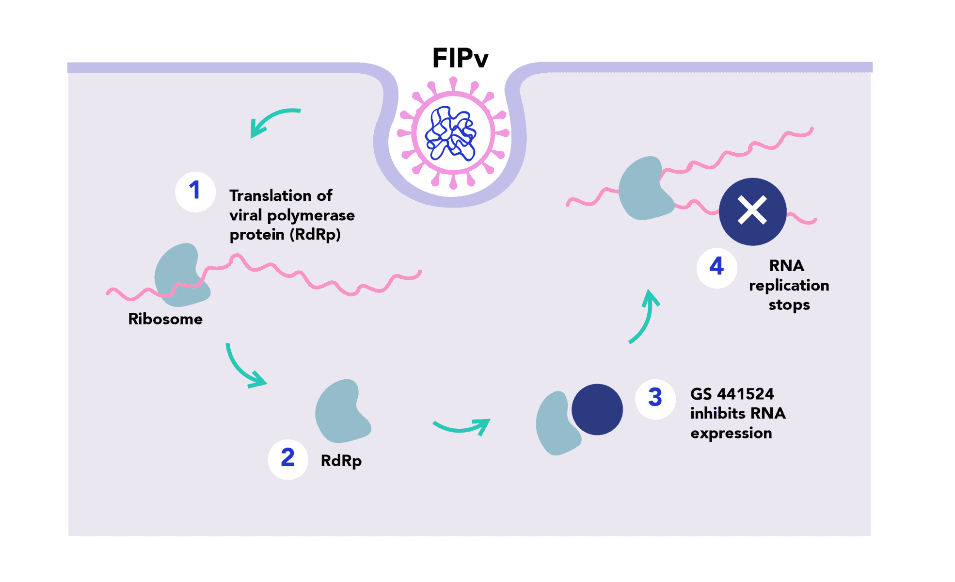 FipMed - Behandlung von FIP bei Katzen - FipMed