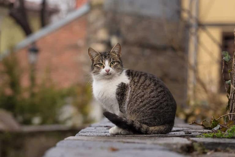 A comprehensive List of All FIP Tests to Diagnose If Your Cat Has ...