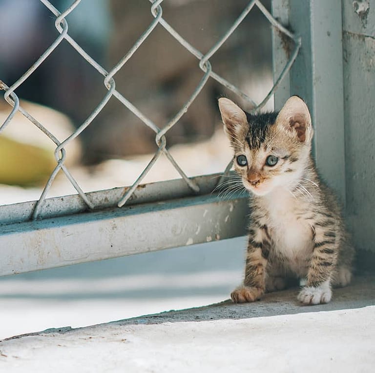 FipMed - Traitement de la PIF chez le chat - FipMed