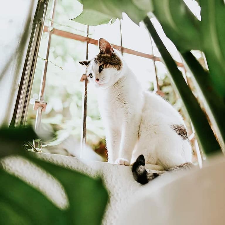 FipMed – FIP Cats Treatment - FipMed