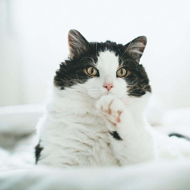 FipMed - Traitement de la PIF chez le chat - FipMed